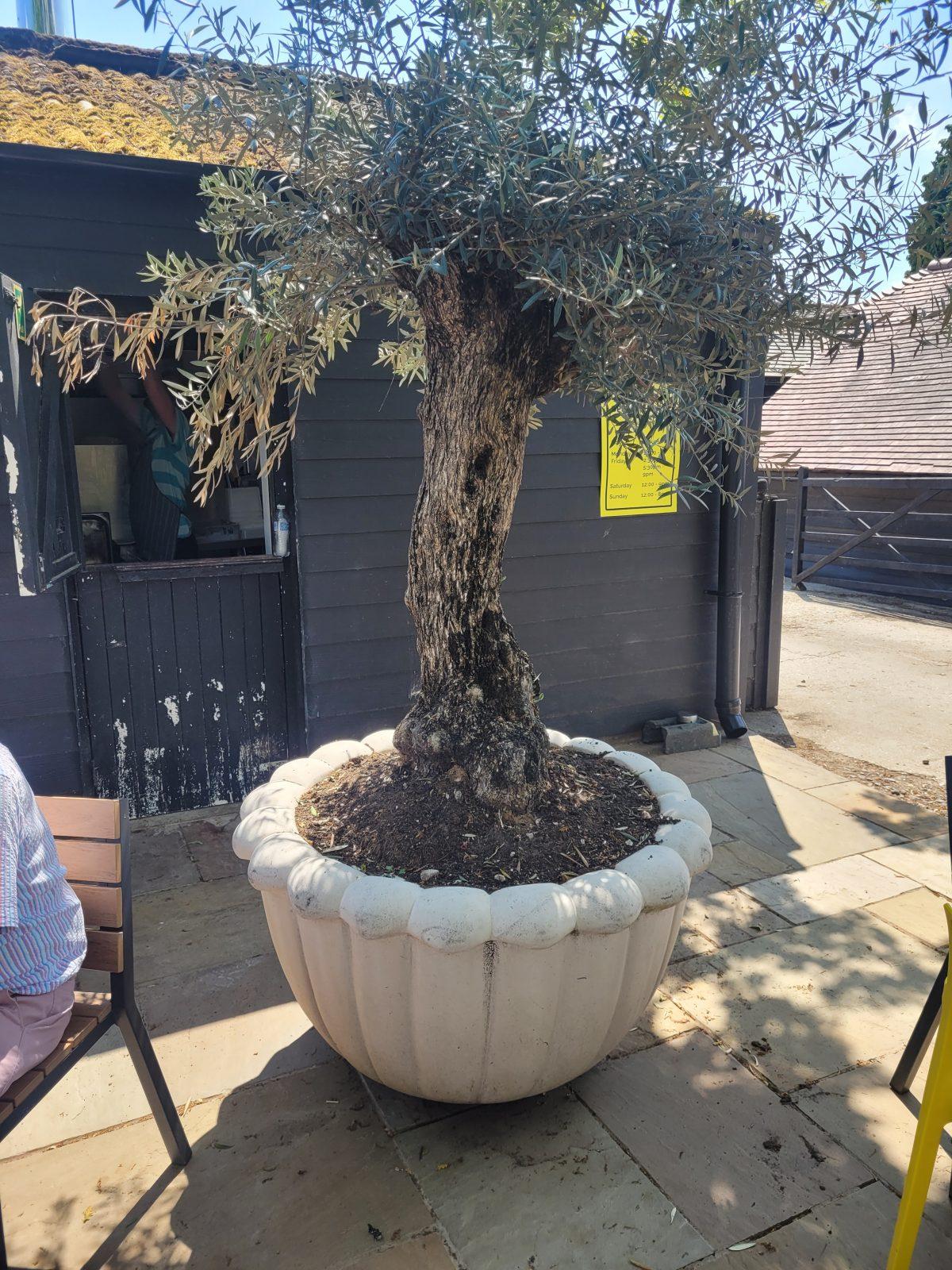 Large Oak leaf planting tub olive tree pot - Stone Garden Ornaments ...