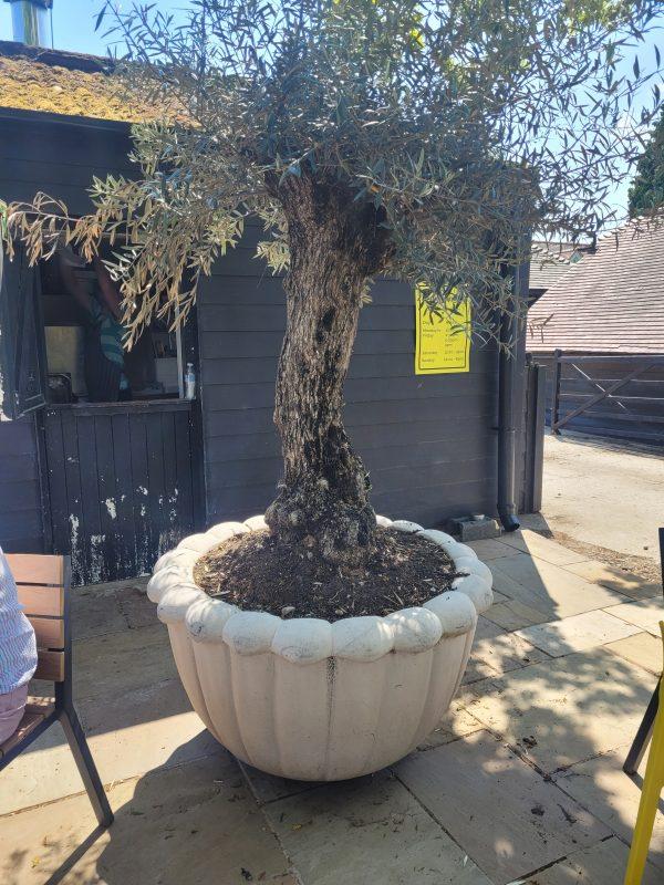 Large Oak leaf planting tub olive tree pot - Stone Garden Ornaments ...